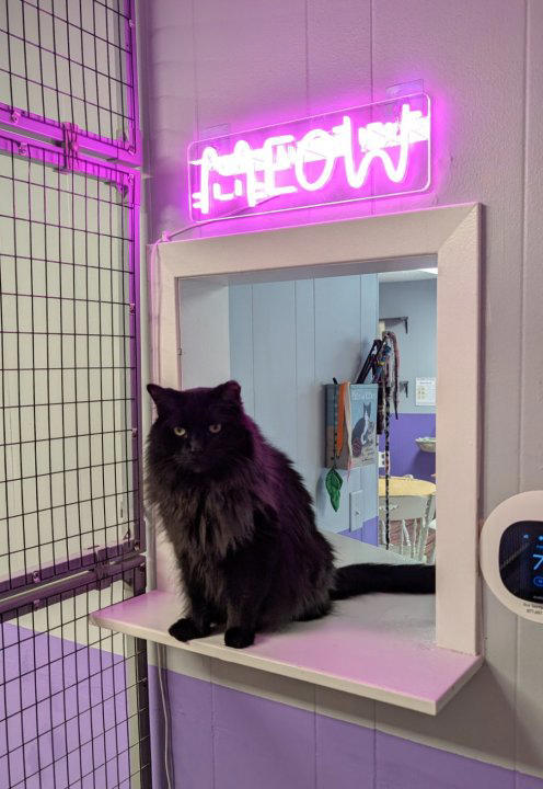 Italian bistro hosts fundraiser for Kalamazoo cat cafe and rescue