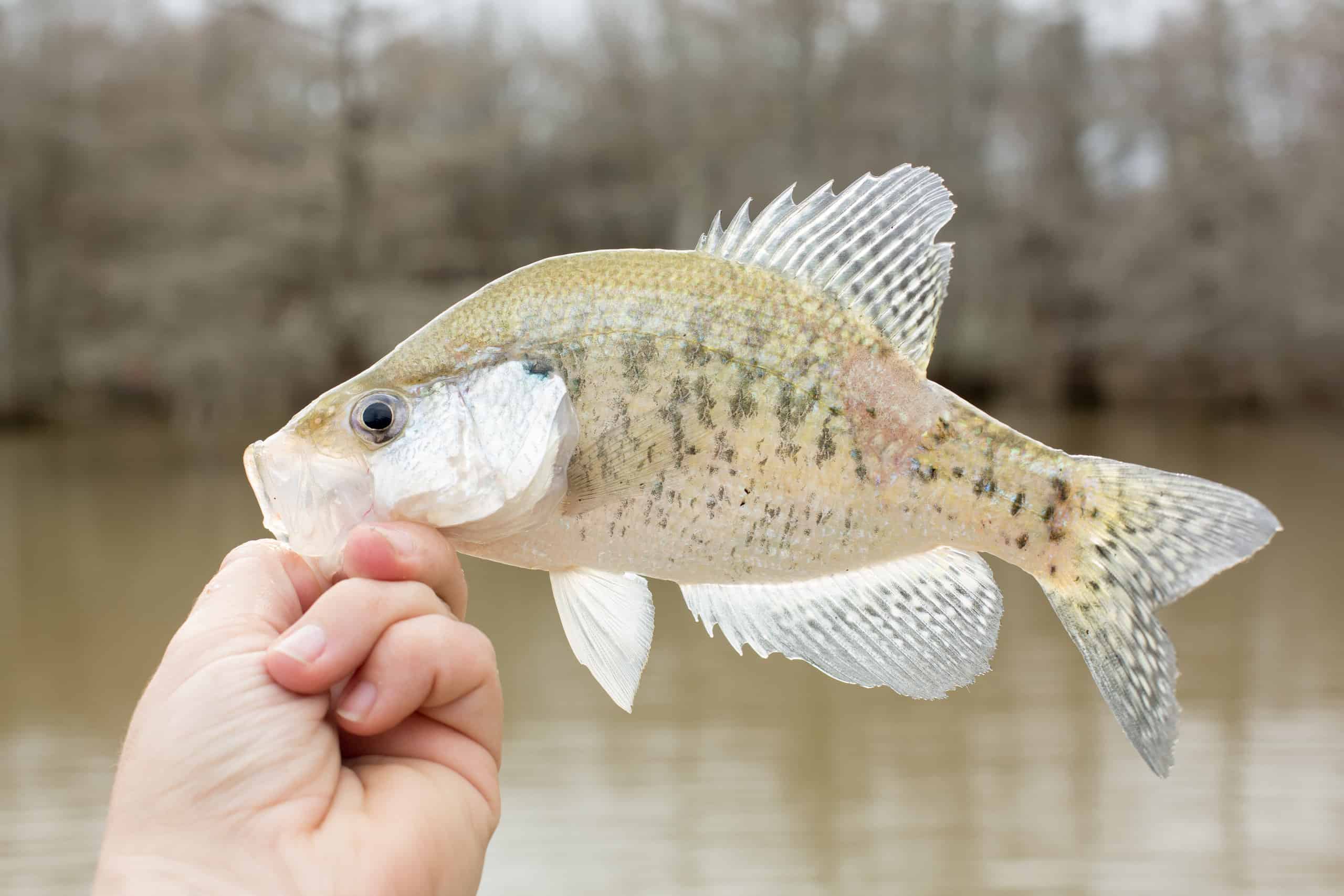 What’s Swimming in the Arkansas River? A Look at Its Freshwater Life