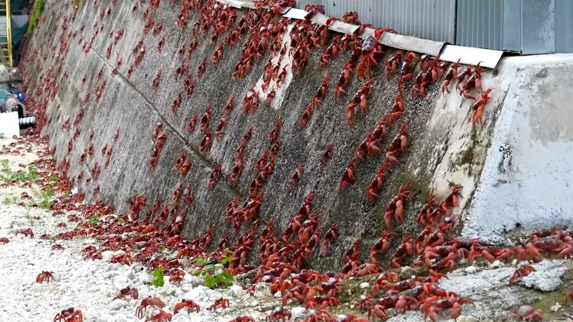 Millions of red crabs take over Christmas Island in stunning annual ...