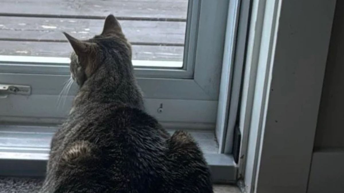 This cat and his best friend do everything together and 53K people are ...