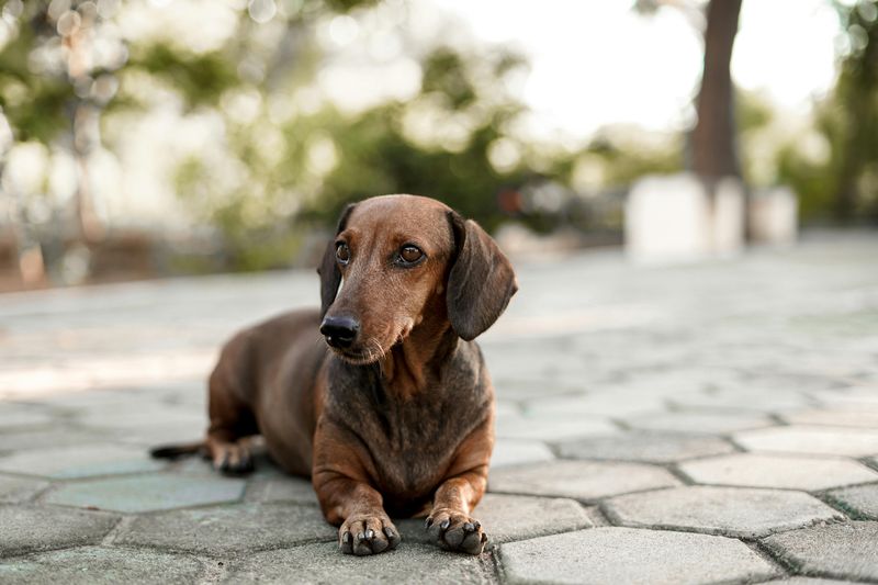 25 Alert Small Dog Breeds That Always Keep Watch