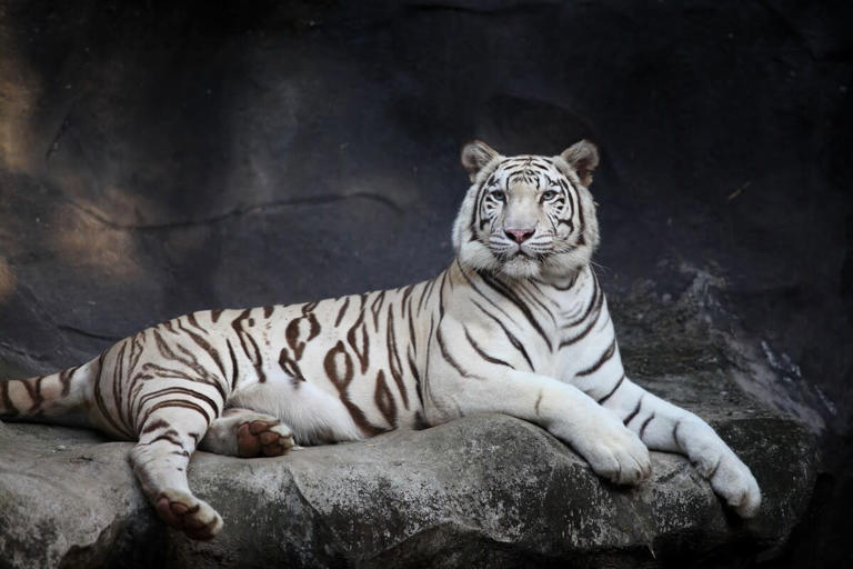 Gamethread/how to watch Northwestern football at Nebraska: TV, radio ...