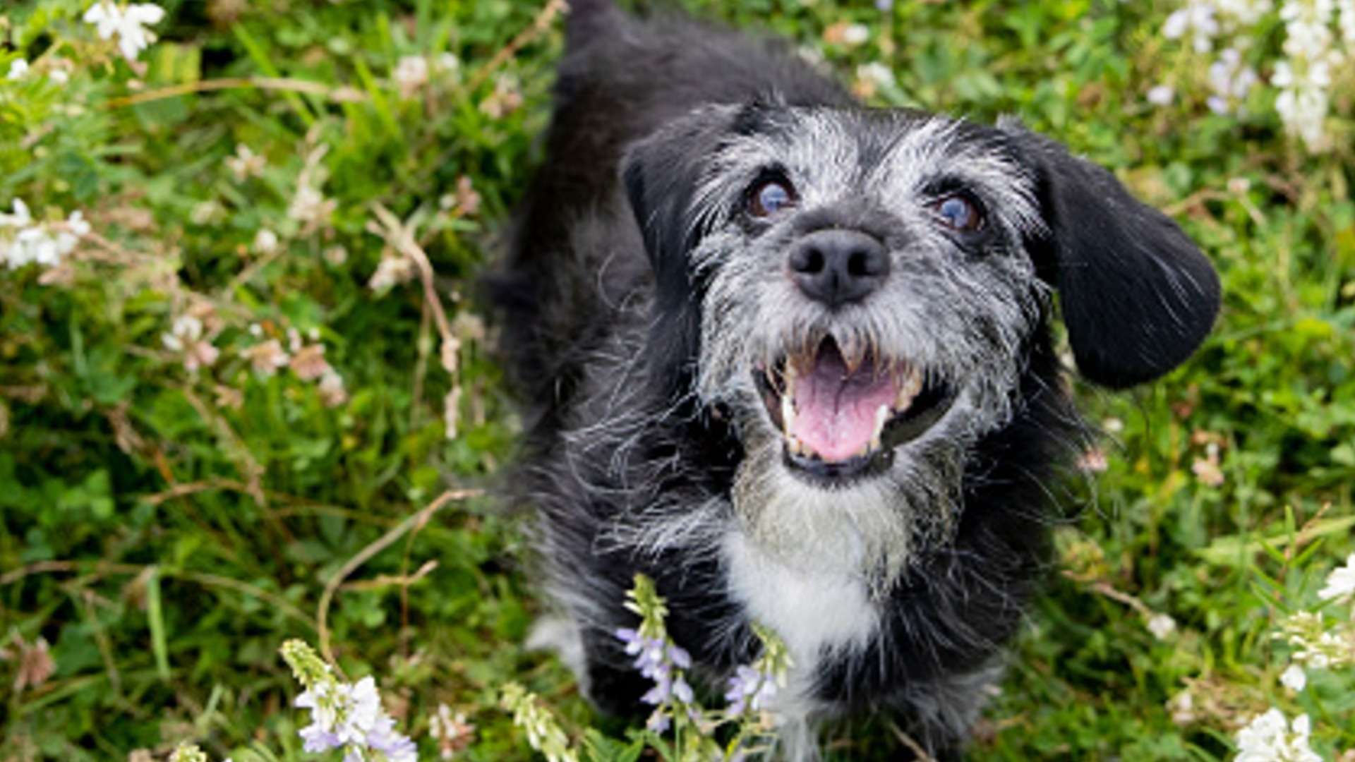 I Rescue Senior Dogs | My Life