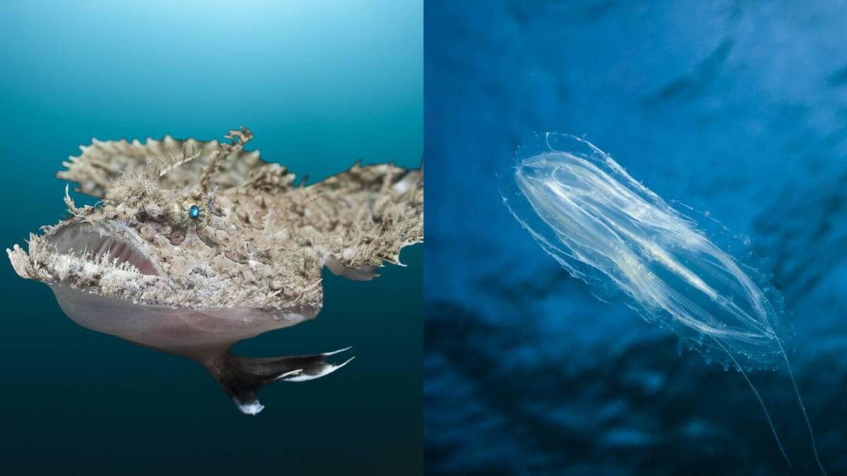 Stunning facts about deep-sea creatures you didn't know