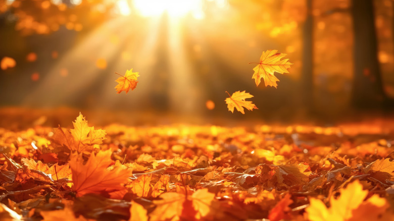 Missouri's Hidden Gem State Park Offers A Picturesque Autumn Recreation ...