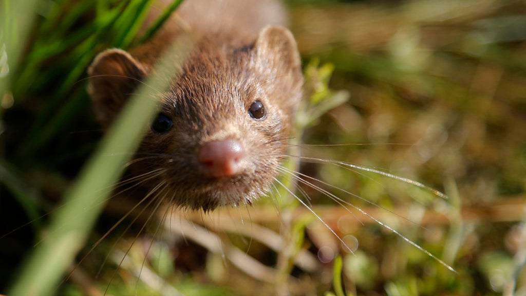 2,000 mink released from Iowa farm in what trade group calls 'terrorist ...