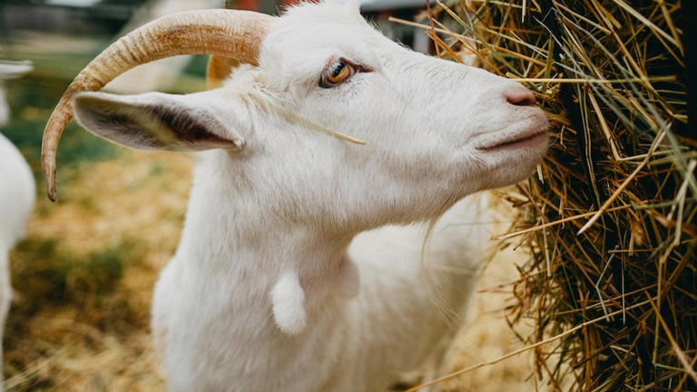 Goat Milk Helps With Skin Problems–But Is It Ethical?