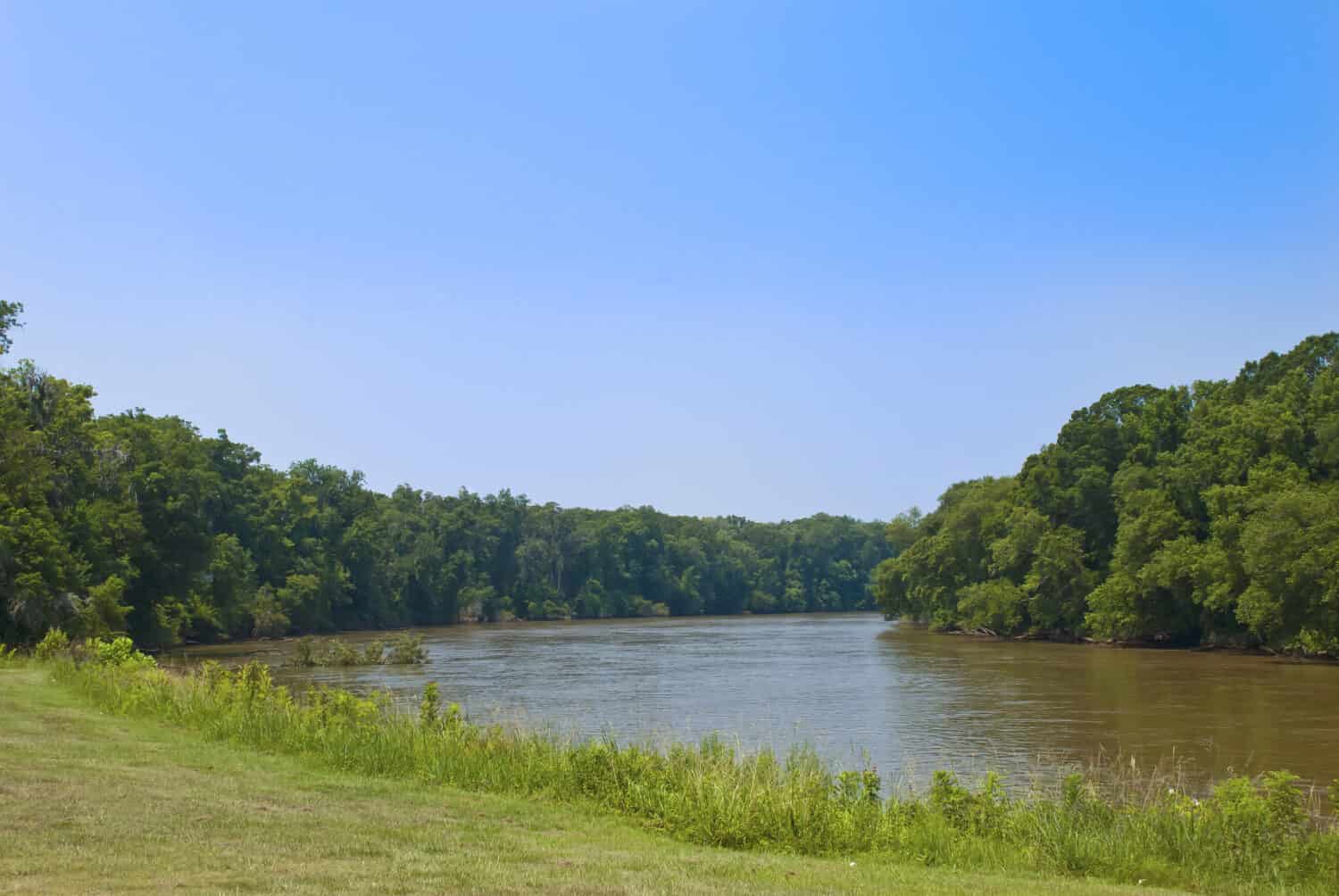 Meet the Fish and Freshwater Animals of the Savannah River