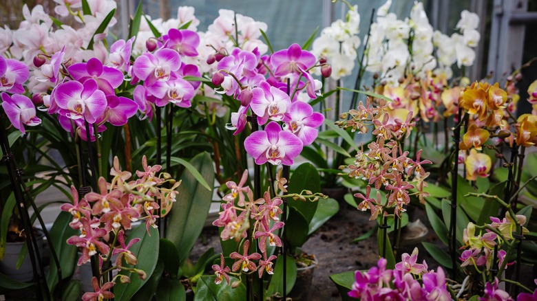 Monopodial Vs Sympodial Orchids: Here's The Real Difference Between ...