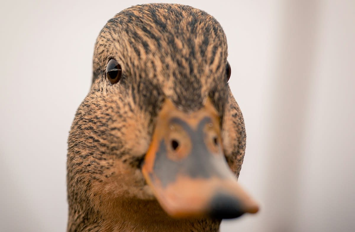 Call Duck Is So Cute, People Can’t Even Believe He’s Real