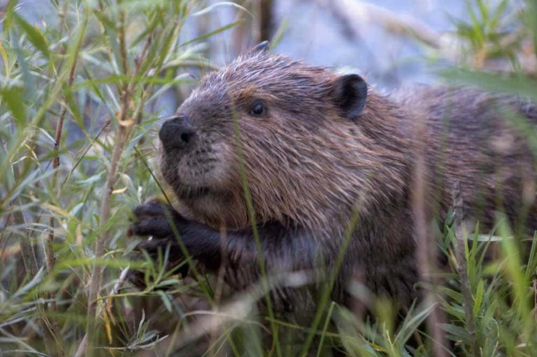 All 50 US state animals: Birds, mammals, and their significance