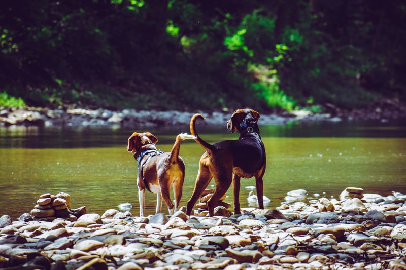 These Mammals Make The Best Human Companions, According To Science