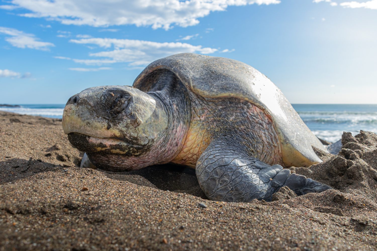 Why thousands of turtles storm Odisha’s shores—and what drives them ...