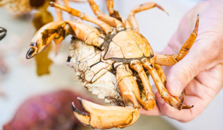 Master Crab Eating Without the Mess or Fuss