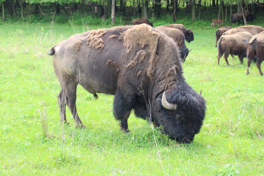 LC Nature Park celebrates national Bison Day