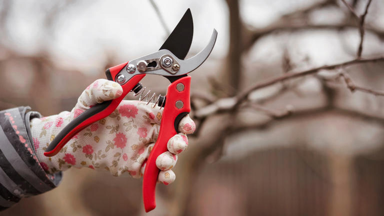 The Pruning Tip For Corydalis Flowers That Prevents Them From Self-Seeding