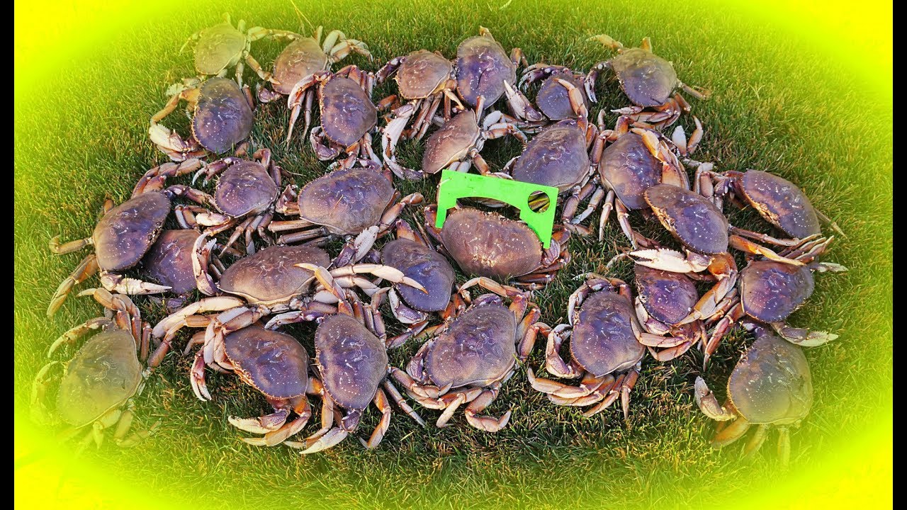 Epic day of pier crabbing after failed salmon fishing trip