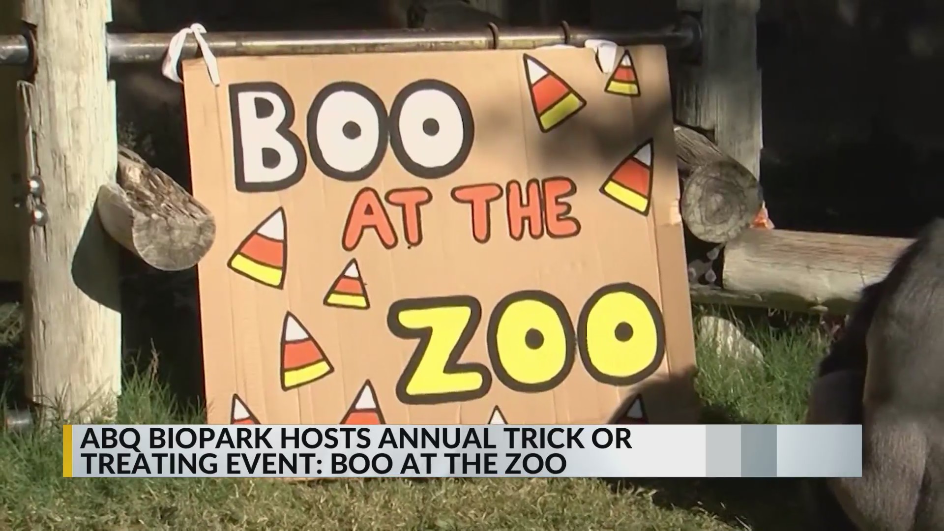 Families celebrate Halloween at Boo at the Zoo at the ABQ BioPark
