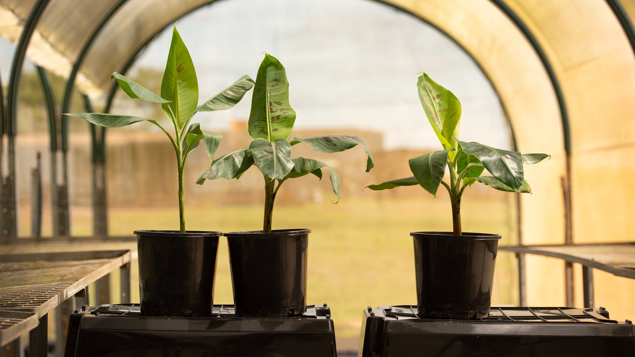 How Australia's genetically modified, disease-resistant banana could ...