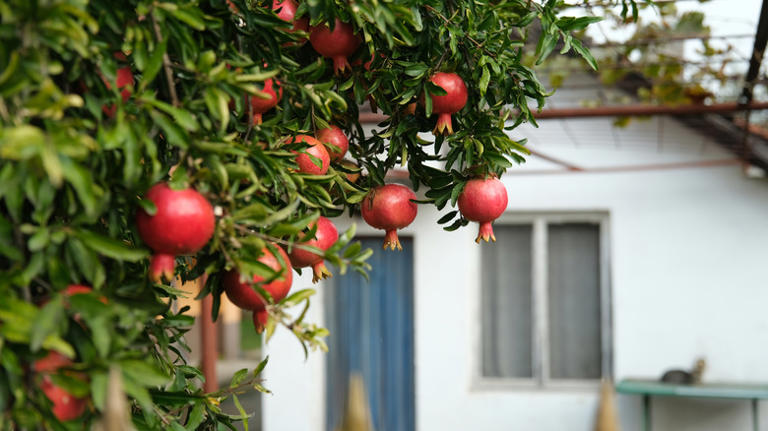 Why Fall Is A Great Time To Plant A Pomegranate Tree In Your Yard