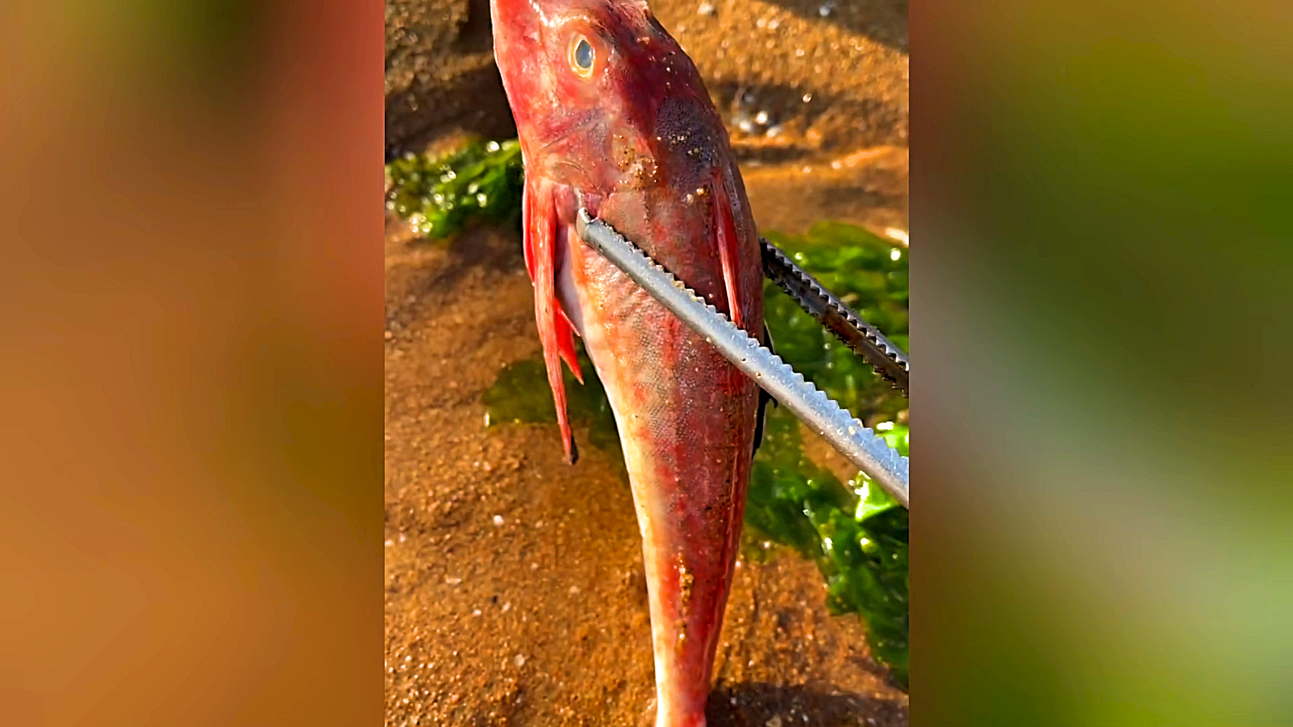 A Red Fish Is Pulled Out from the Water of a Lake by a Fisherman