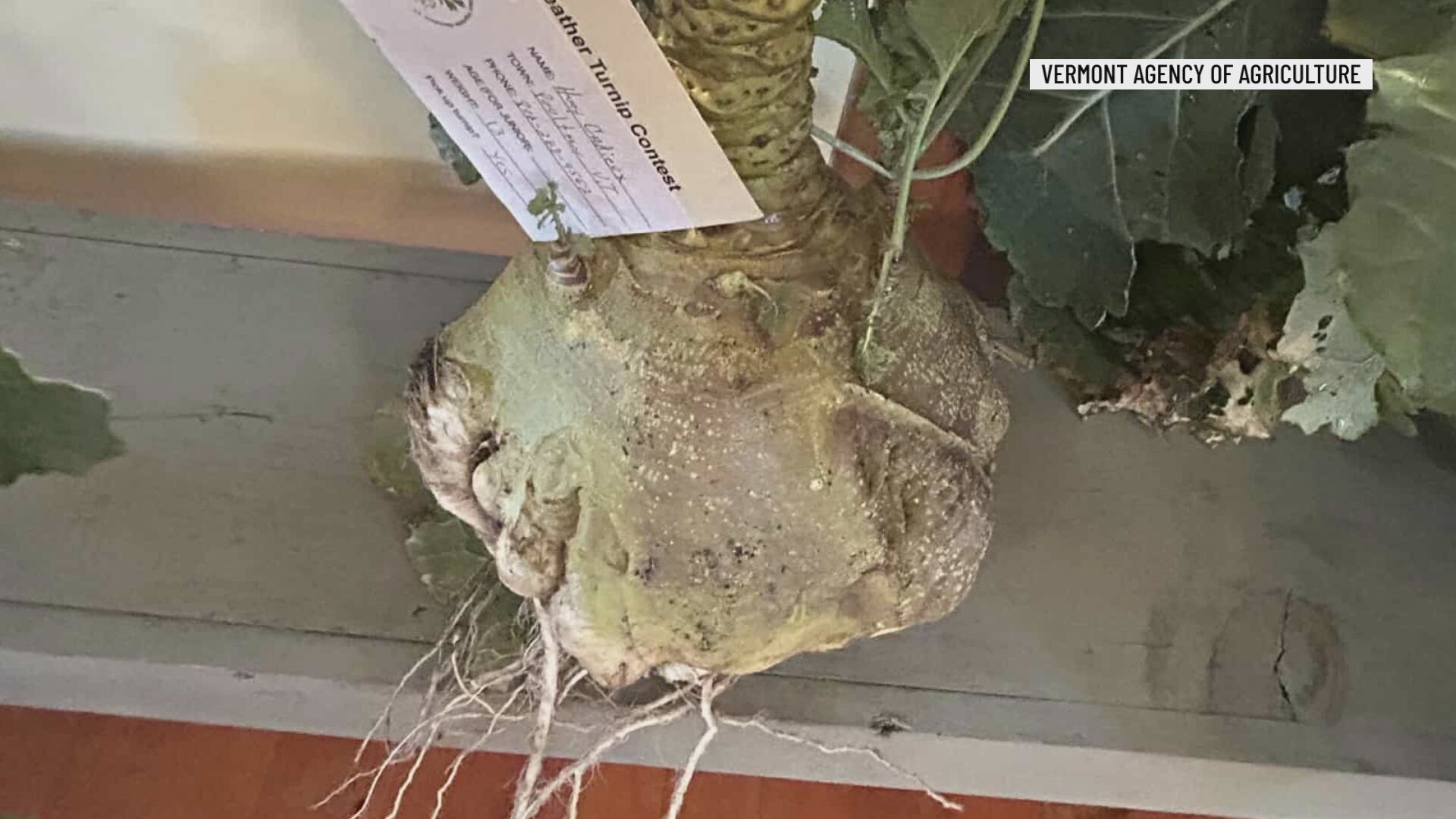Wardsboro celebrates Vermont state vegetable