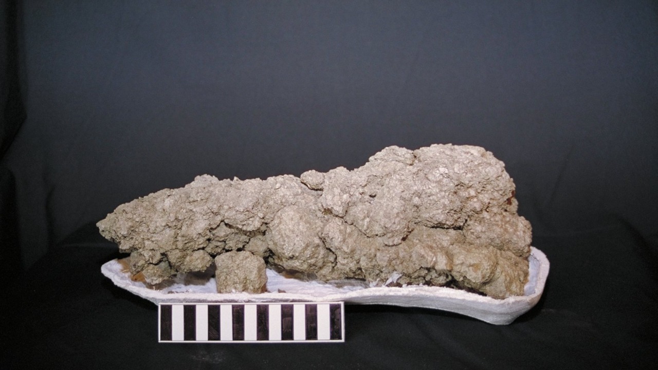 Ancient Mexican poop reveals parasite-filled past