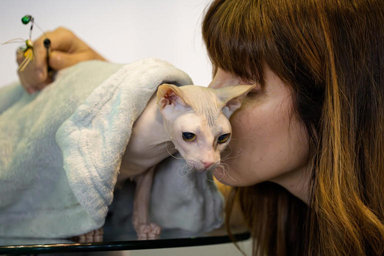 Photos from the world's largest cat show, as 1,000 felines and their fans gather in Romania
