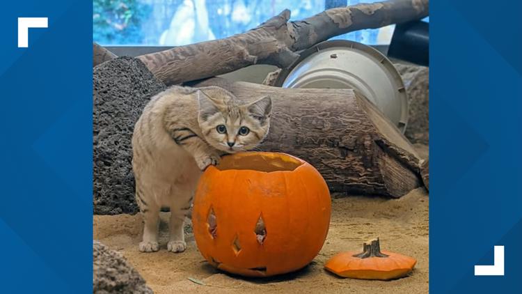 'Boo at the Zoo': Zoo Boise goes batty for spooktacular weekend