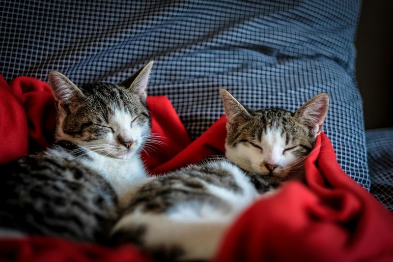 These Mammals Make The Best Human Companions, According To Science