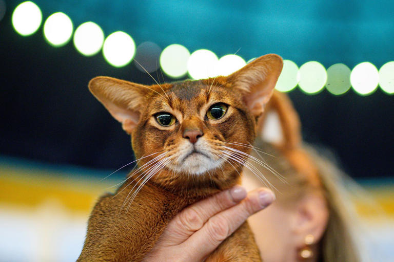 Photos from the world's largest cat show, as 1,000 felines and their ...