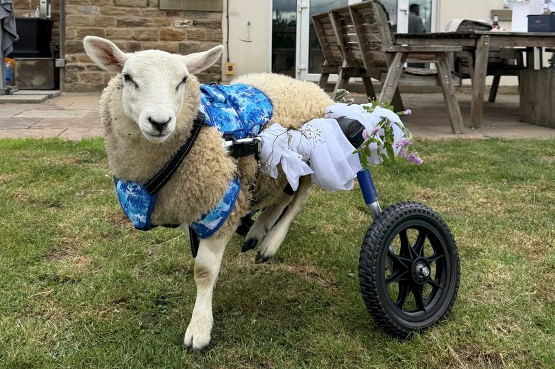 Couple who fell in love at animal sanctuary get married with disabled ...