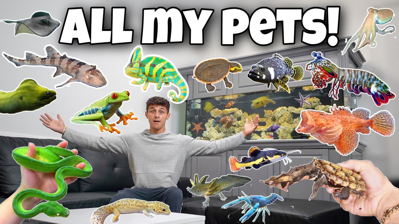 All my exotic animals in one video!