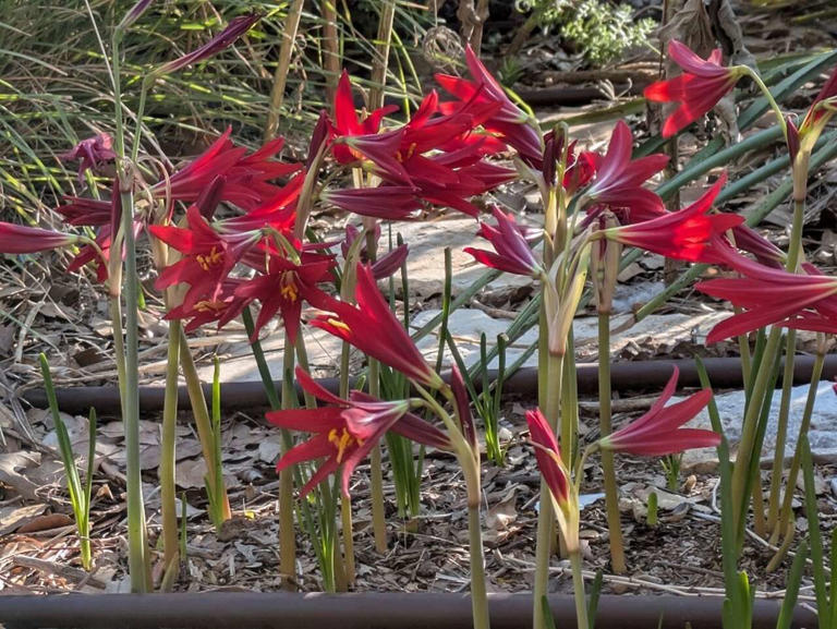Spot the signs of fall in your garden as equinox nears