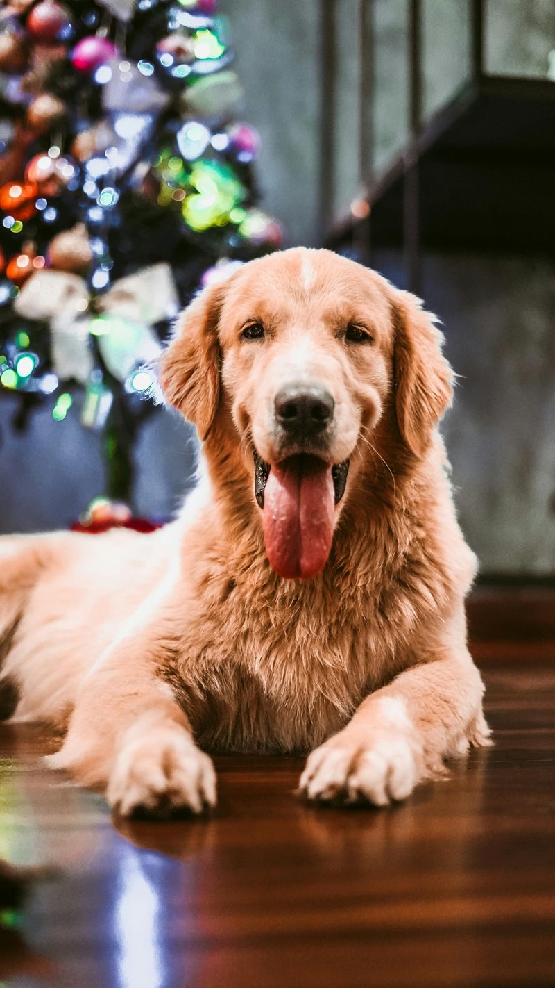 26 Dog Breeds That Radiate Happiness with Their Smiling Faces
