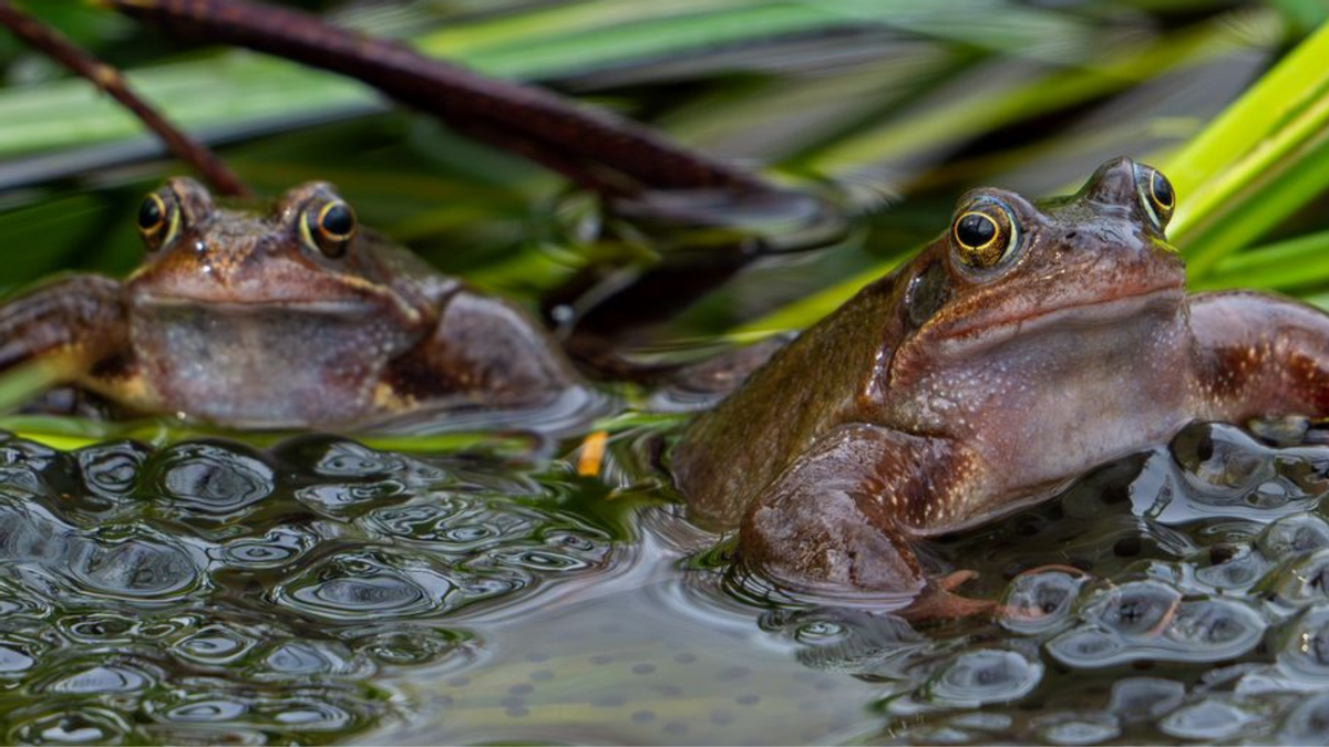 15 amazing claims about nature we've investigated