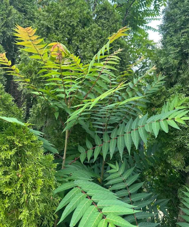 Homeowner warned after sharing photos of mystery growth in backyard ...