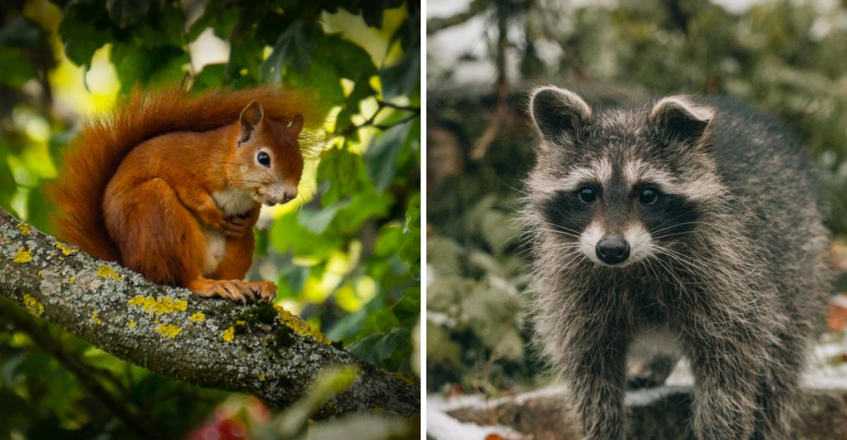10 Animals In Canada You Should Never Feed And Why