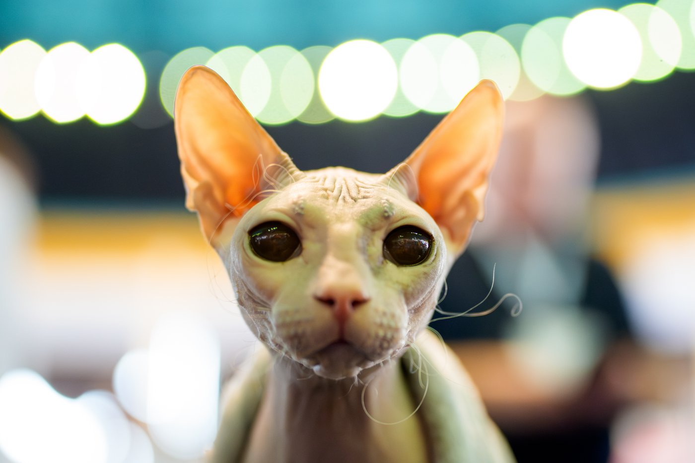 Photos from the world's largest cat show, as 1,000 felines and their ...