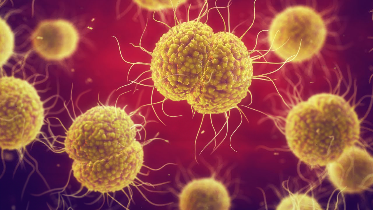 How gonorrhea impacts the body