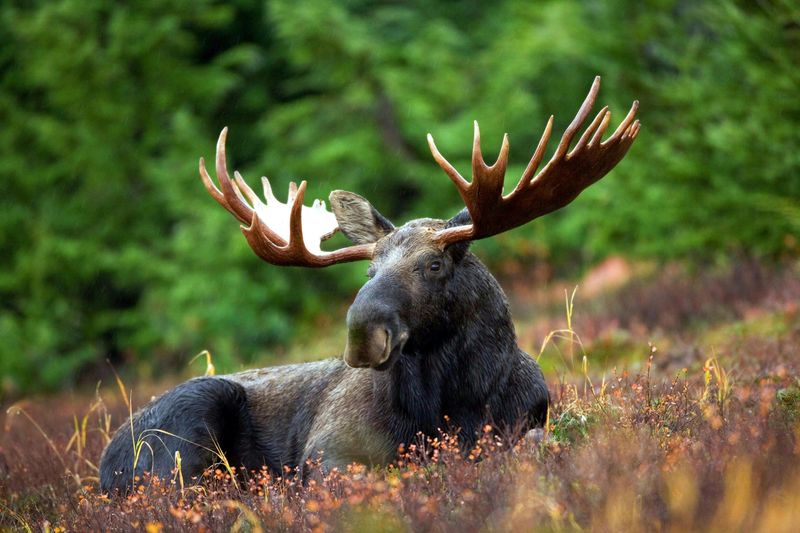 10 Animals In Canada You Should Never Feed And Why