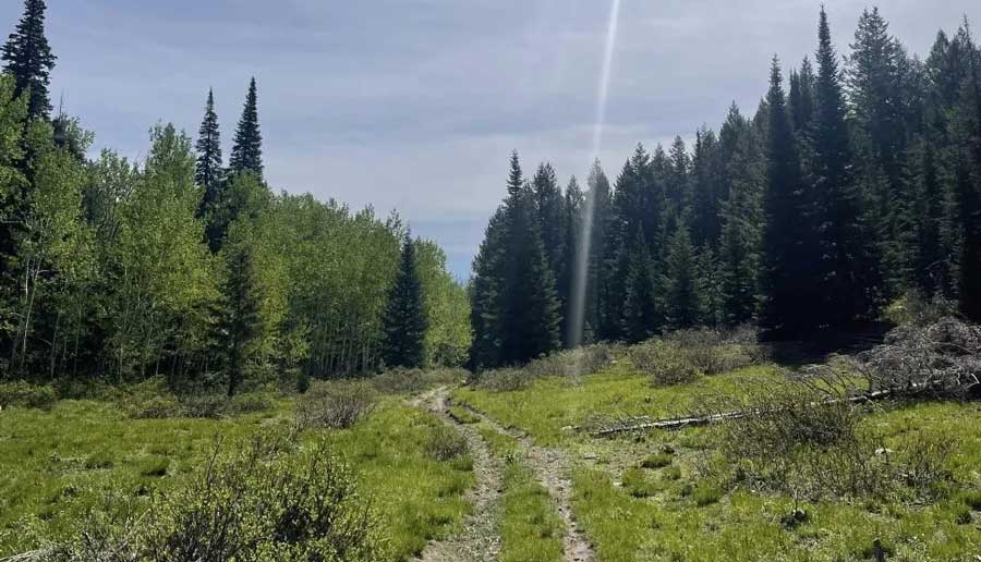 BLM to sell 3 million board feet of timber near Malad City