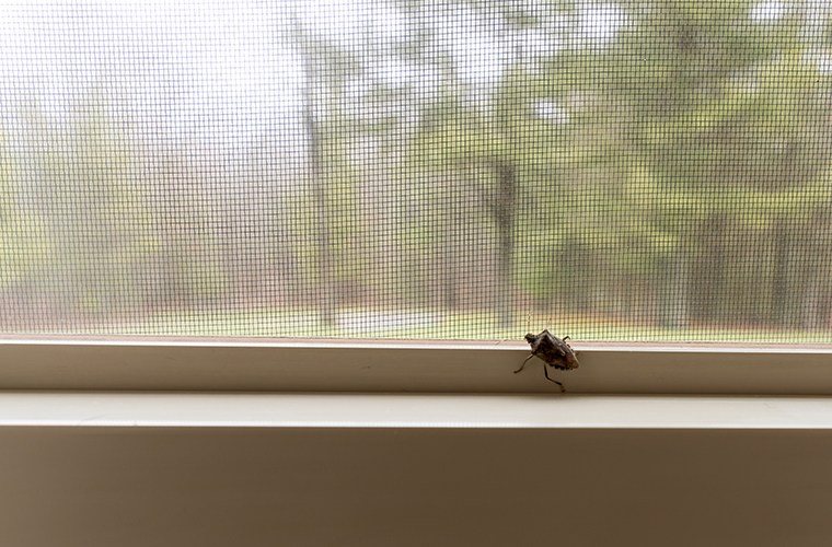 ‘Fall invaders’: The insects seeking shelter in Ohio homes and how to ...