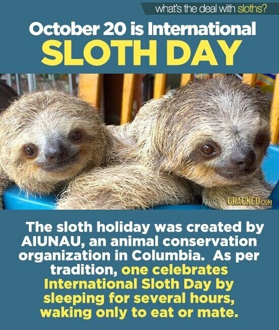 Seven Slow-Moving Facts About Sloths