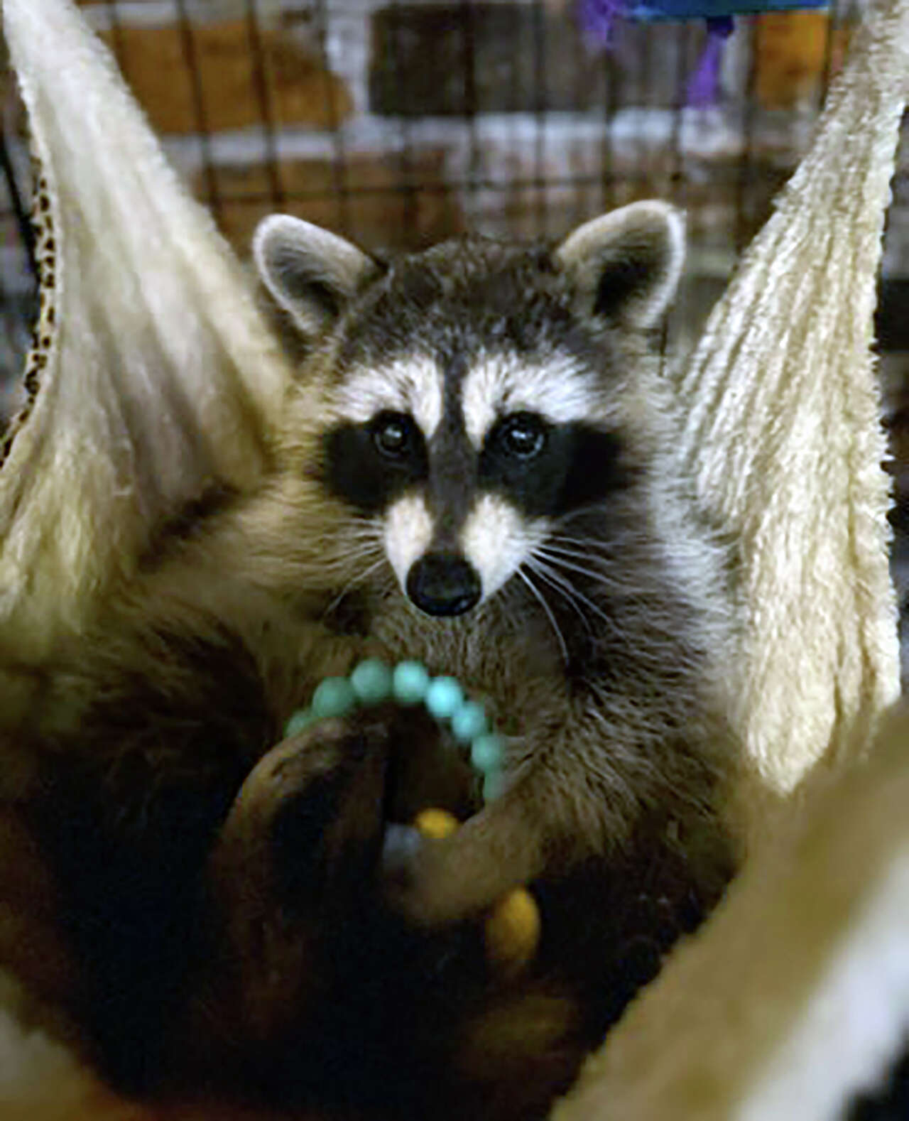 Beyond cats and dogs: Today's pets not your typical household animals