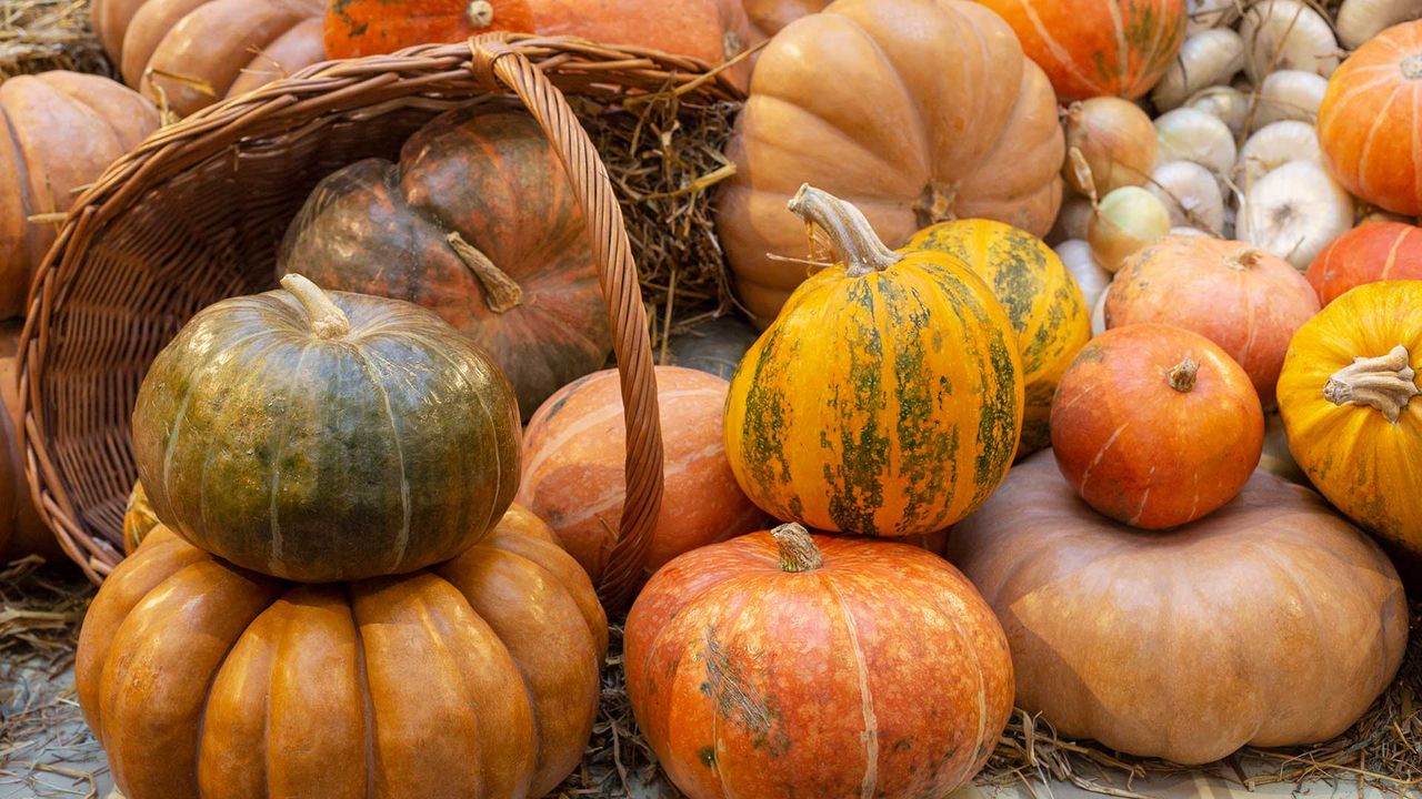 How to grow pumpkins from seeds – gardening experts share top tips for ...