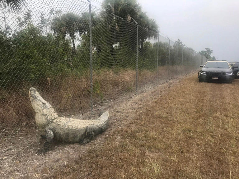 From the Archives: How Alligator Alley was carved across the Florida ...