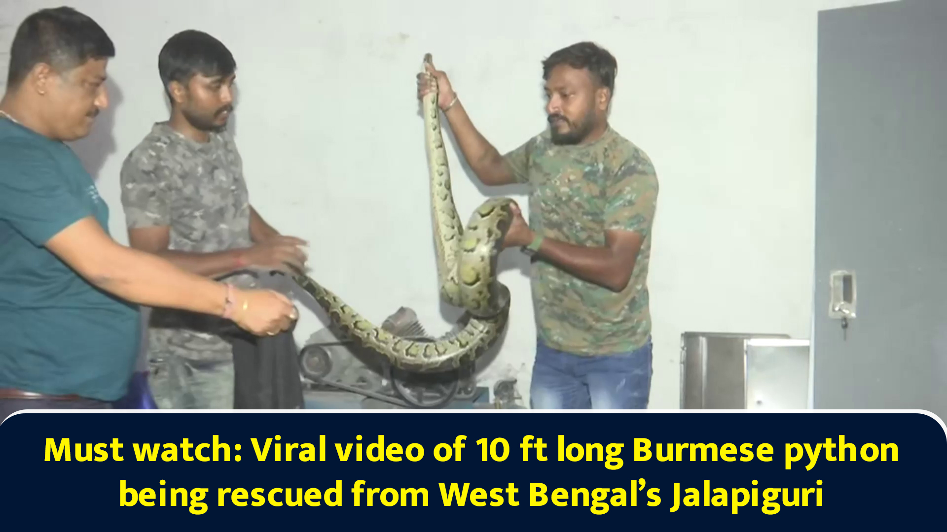 Must watch: Viral video of 10 ft long Burmese python being rescued from ...