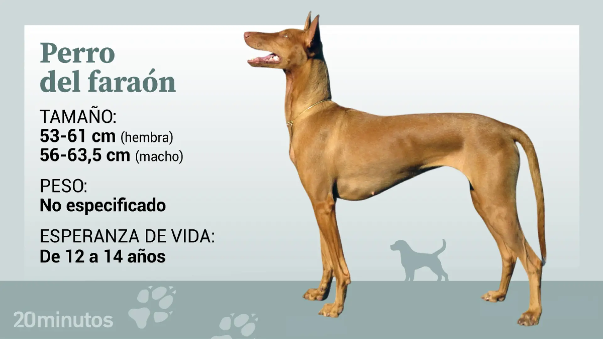 Así es el perro del faraón: símbolo y leyenda viva de Malta