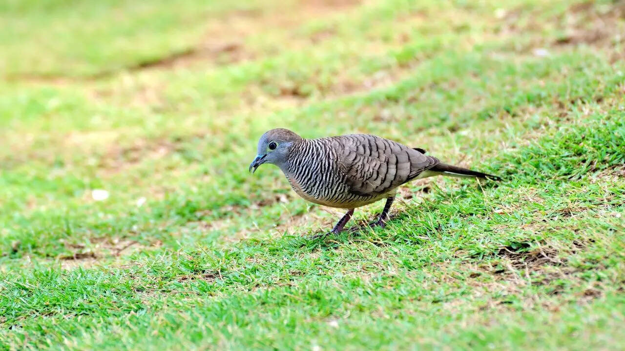8 birds with names that begin with the letter Z
